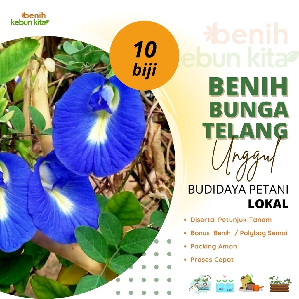 Jual Benih Bunga Telang Bibit Tanaman Sayur Sayuran Hidroponik & Tanah ...