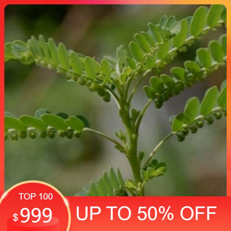 Jual tanaman Meniran herbal segar 100 gram Segar | Shopee Indonesia