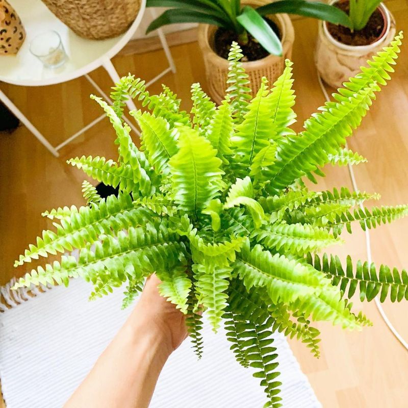 Jual Tanaman hias pakis kelabang / pakis boston / paku gunung | Shopee ...
