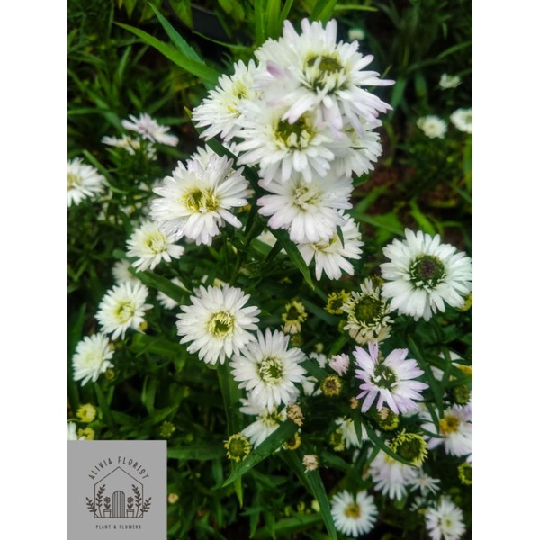 Jual Tanaman Pikok Putih | Bunga Peackok Putih | Shopee Indonesia