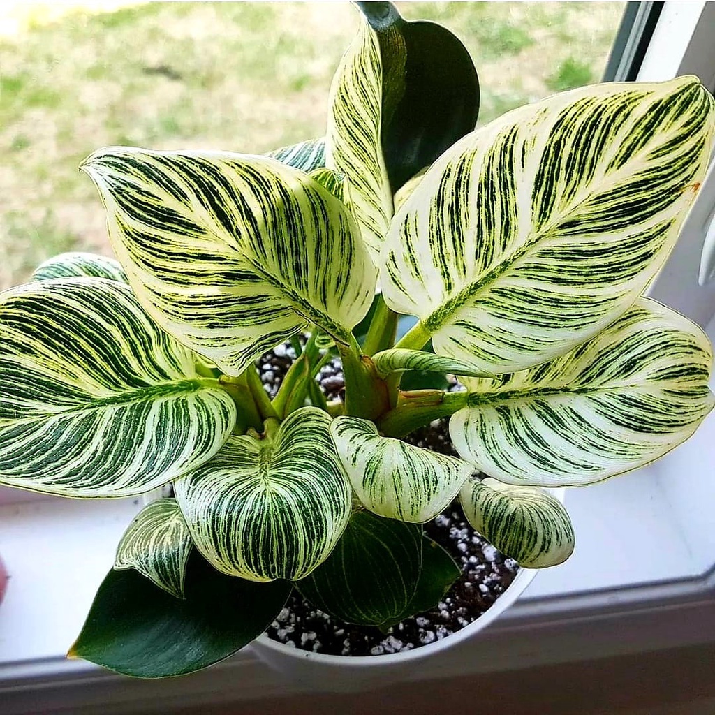 Jual Philo Birkin/Philo Congo/Philo moonlight/tanaman hias aglonema ...