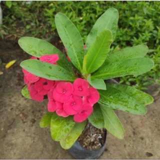 Jual Bunga Mahkota Duri Merah Tanaman Hias Euphorbia Segar Eporbia ...
