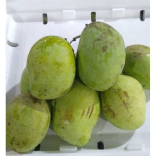 Jual Buah Mangga Cengkir Kualitas Terbaik 1kg Cocok Buat Rujak | Shopee ...