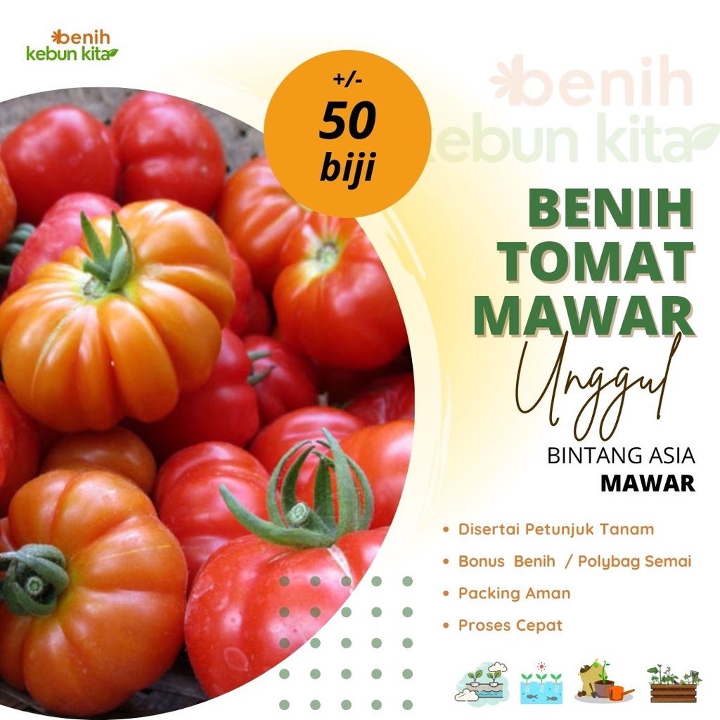 Jual Benih Tomat Mawar | Bibit Tanaman Sayuran Buah Tomat Keriting ... Jual Benih Tomat Mawar | Bibit Tanaman Sayuran Buah Tomat Keriting ...