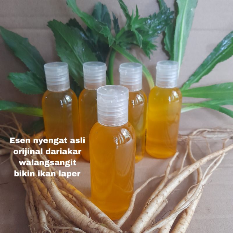 Jual ESEN NYENGAT BIKIN IKAN LAPER ESEN MURNI RAJA ESEN AKAR WALANG ...