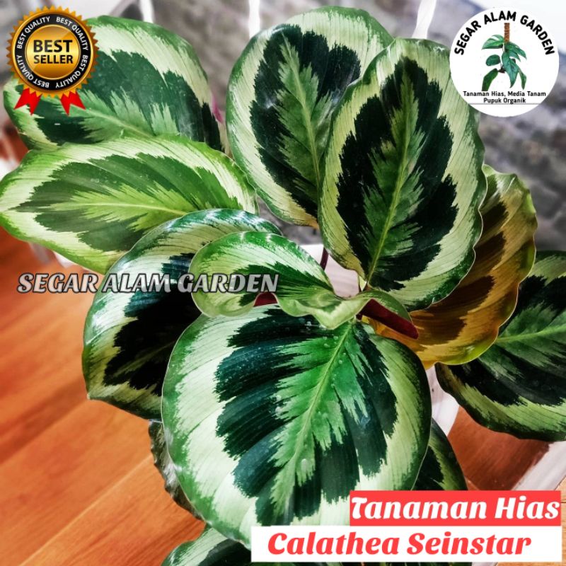 Jual PRODAK ORIGINAL SESUAI GAMBAR Tanaman Hias Calathea Sein Star ...