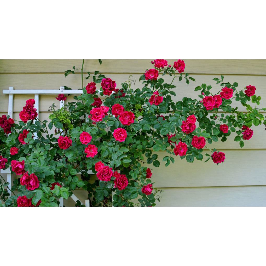 Harga Biji Bunga Mawar 25 Jenis Terbaru Nov 2024 |BigGo Indonesia