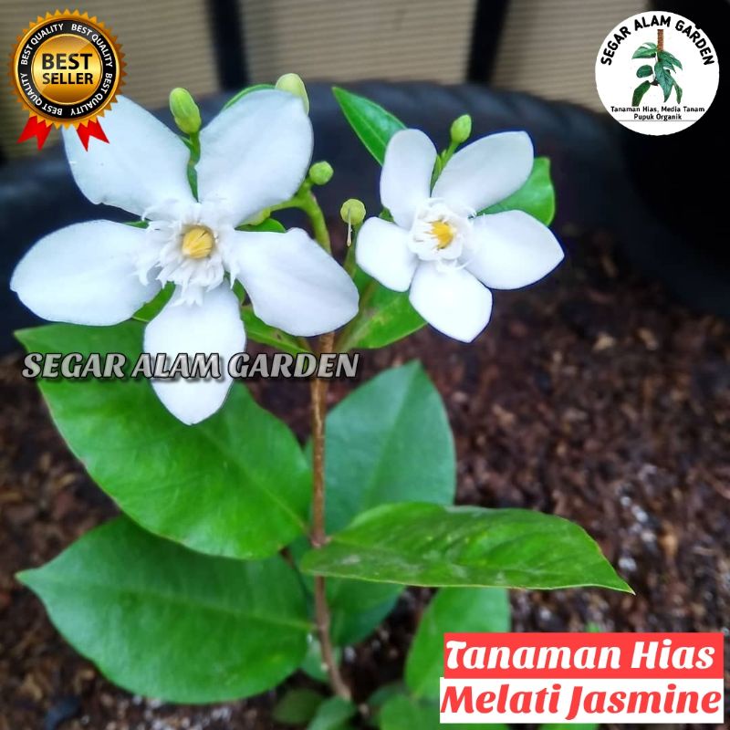 Jual Tanaman Bunga Melati - melati jasmine | Shopee Indonesia