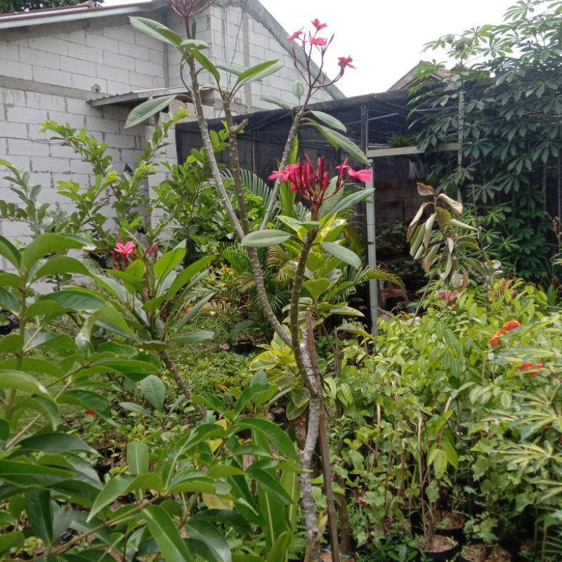 Jual tanaman kamboja bali bunga pink kamboja jepun plumeria tanaman ...