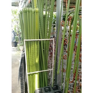 Jual Tiang Ajir Turus Untuk Penyangga Tanaman Hias | Turus Plastik 1 ...