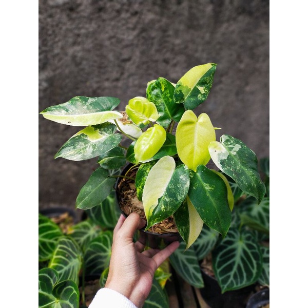 Jual tanaman hias bunga philo burlemax variegata atau brekele variegata ...