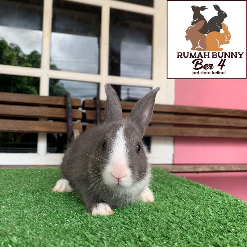 Jual kelinci dutch betina 3 | Shopee Indonesia