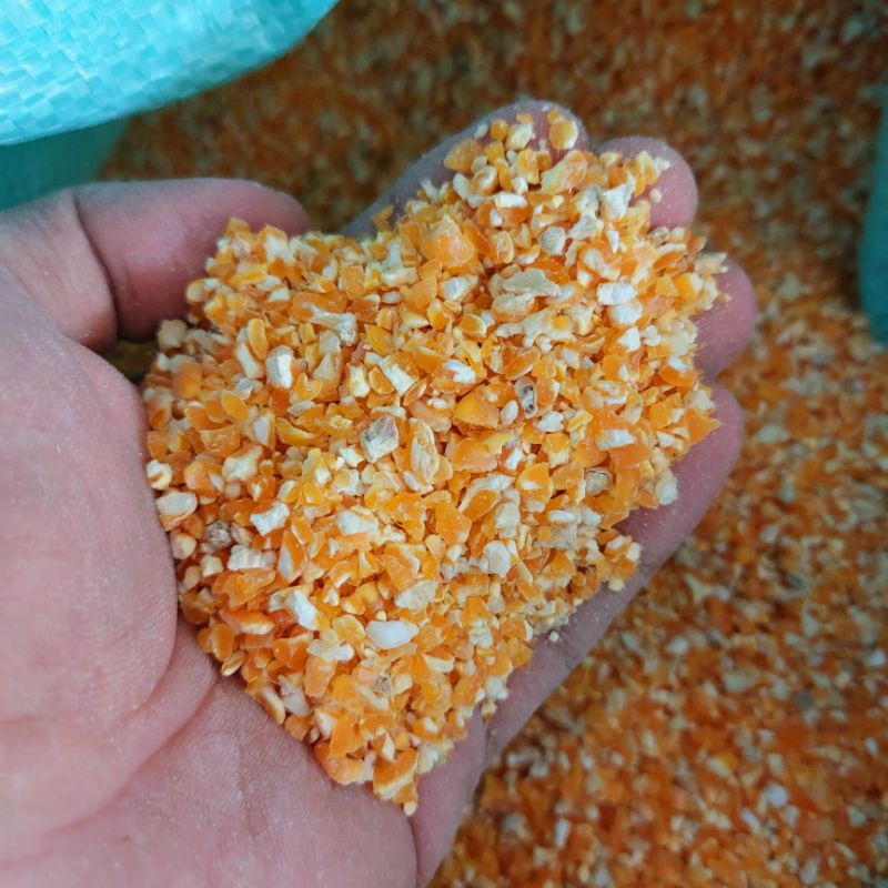 Jual JAGUNG GILING PECAH 3 8 SUPER BERSIH KERING PAKAN MAKANAN MAKAN ...
