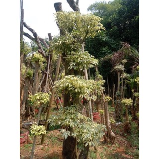 Jual Tanaman hias pohon kapuk randu varigata uk 2 meter | Shopee Indonesia