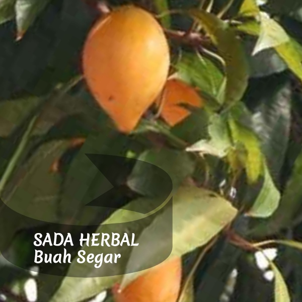 Jual Buah Alkesa Sawo Mentega Campolay Segar 500 gram | Shopee Indonesia