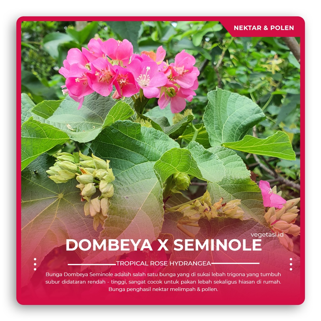 Jual Bibit Bunga Dombeya Seminole Vegetasi Untuk Trigona Atau Klanceng