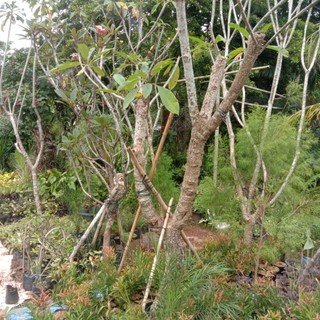 Jual tanaman kamboja bali batang besar tinggi 2 - 3 meter bonsai pohon ...