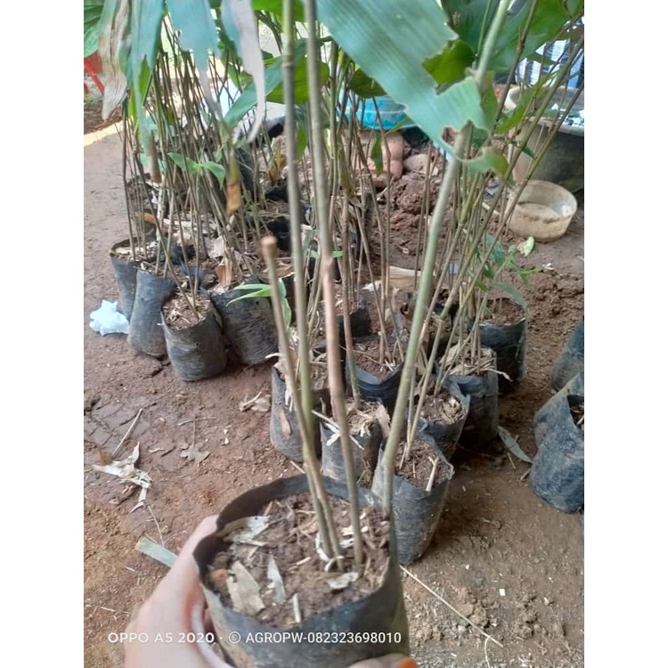 Jual Hemat-Bibit Tanaman Hias Bambu Hitam I Pring Ireng I Pring Wulung ...