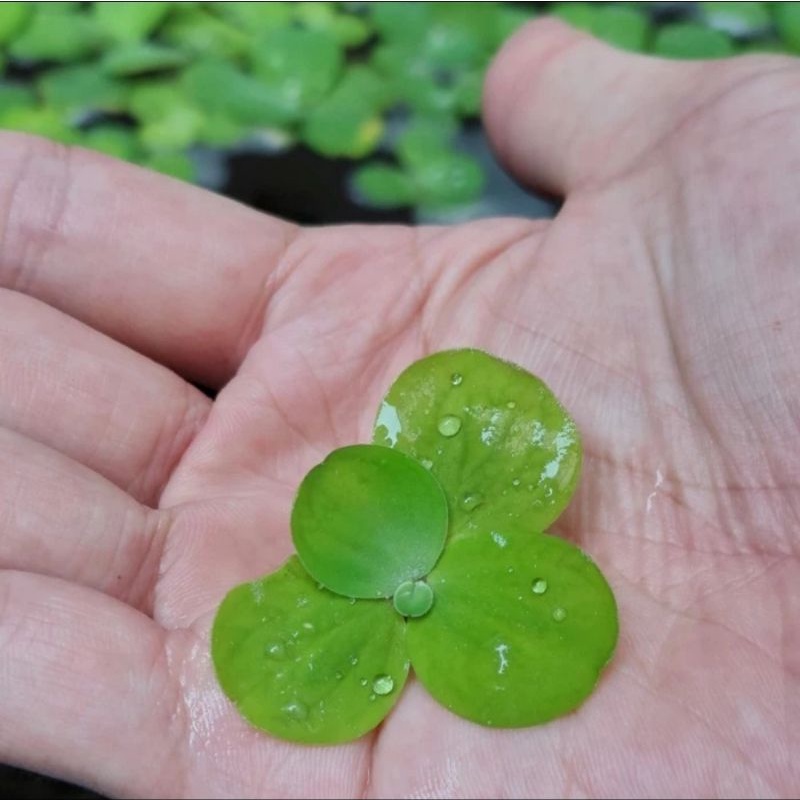 Jual TANAMAN AIR APUNG APU-APU KAPU-KAPU WATER LETUCE AQUASCAPE ...