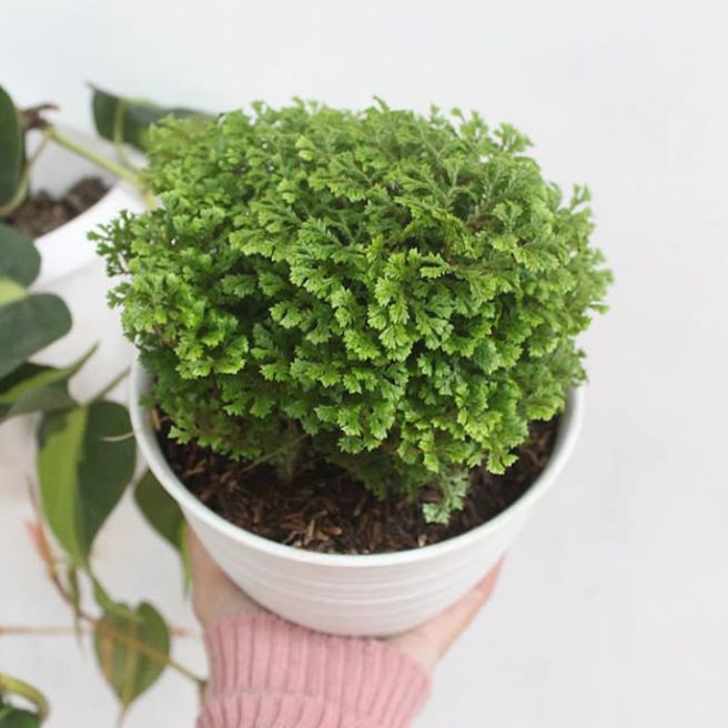 Jual tanaman hias lumut ambon - tanaman hias moss lumut ambon - lumut ...