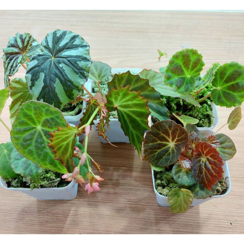 Jual Paket Begonia sp. beginner spesies A | Shopee Indonesia