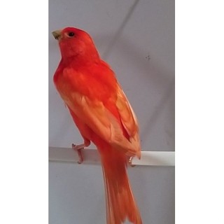 Jual Kenari merah Lokal (merlok) | Shopee Indonesia