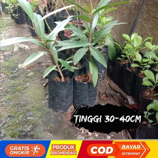 Jual Bibit tanaman pohon lempeni Lampeni Ardisia elliptica | Shopee ...