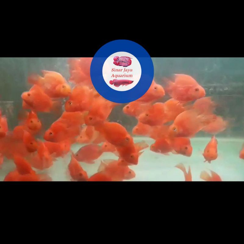 Jual Ikan Red Parrot / Ikan Parrot Merah / Blood Red Parrot Fish / Ikan ...