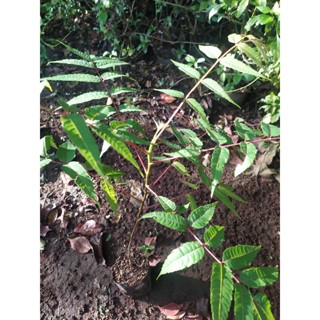 Jual bibit pohon kayu suren 35/40cm | Shopee Indonesia