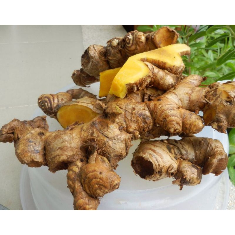 Harga Panglay Terbaru Oktober 2023 |BigGo Indonesia