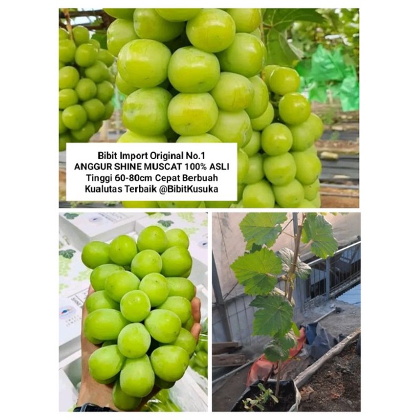 Jual Bibit Unggul ANGGUR SHINE MUSCAT Original No.1 Angur paling manis ...