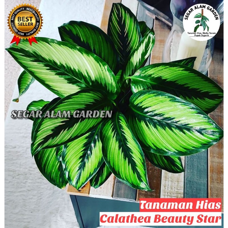 Jual Tanaman Hias Calathea Beauty Star Minimal - Calathea Beauty start ...