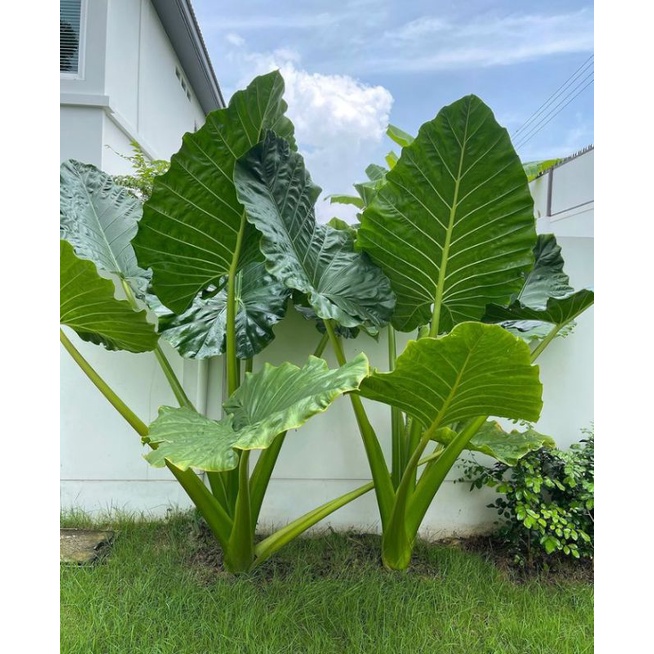 Jual tanaman hias alocasia macrorrhiza atau sente hijau besar sente ...