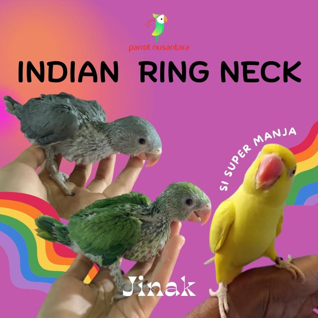 Jual INDIAN RING NECK LUTINO BURUNG PARROT JINAK IRN | Shopee Indonesia
