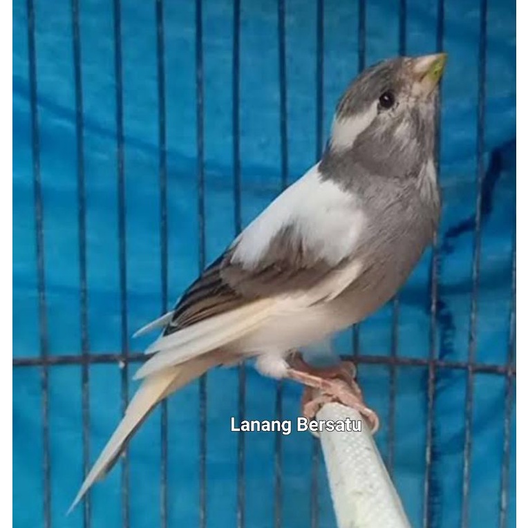 Jual burung kenari warna panda | Shopee Indonesia