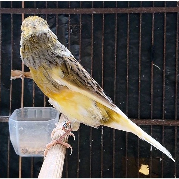 Harga f1rasmi Terbaru Des 2024 |BigGo Indonesia