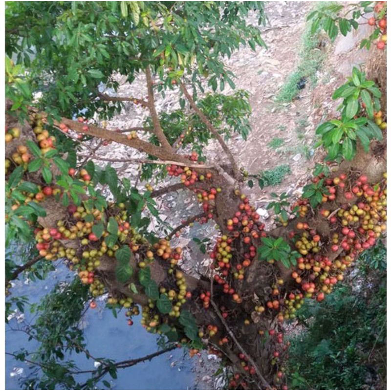 Jual buah Loa / ara / Ficus racemosa. 1 kg.(rematik, chol, darah tinggi ...