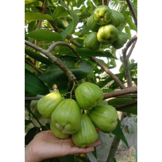 Jual Bibit Tanaman Jambu Air Cincalo Tebu Super Manis Hasil Okulasi ...