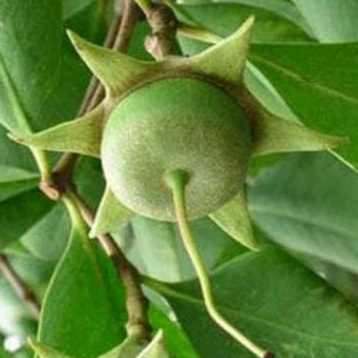 Jual Buah mangrove pedada fresh langsung petik dari pohon | Shopee ...