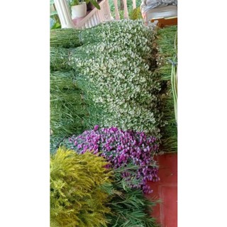 Jual bunga pikok , bunga dekorasi pikok putih , pikok ungu , pikok ...