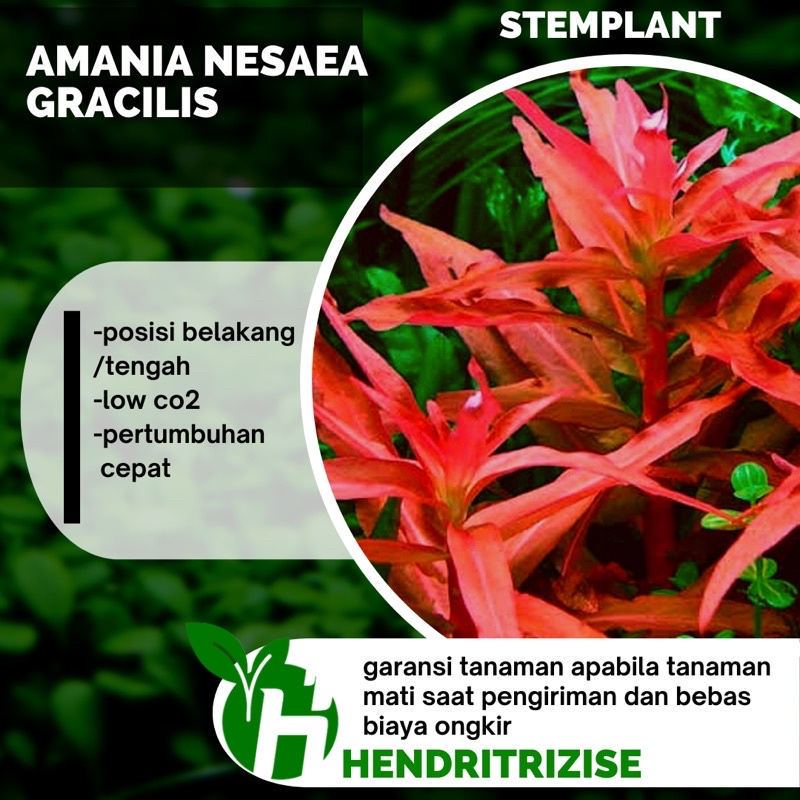 Jual Ammania Gracilis -Tanaman Aquascape | Shopee Indonesia