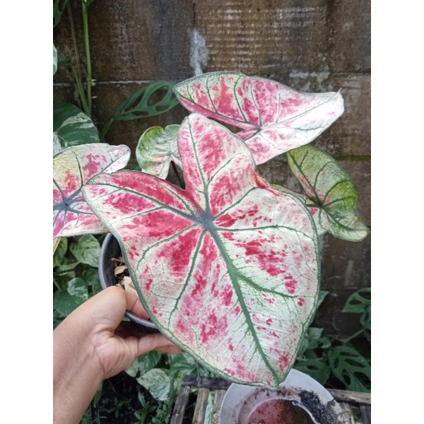 Jual keladi hybrid daun menggulung(real pict) | Shopee Indonesia