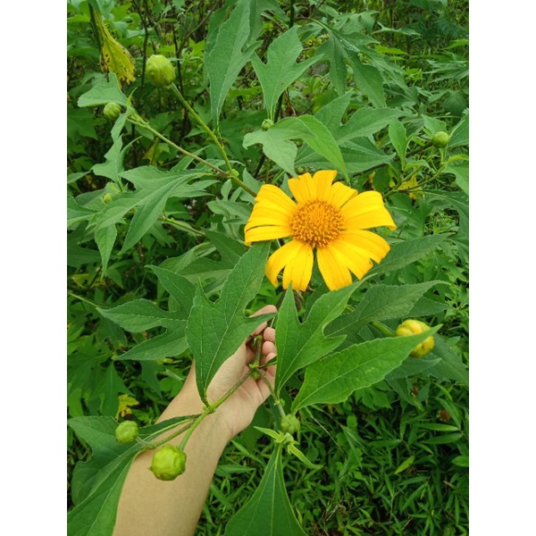 Jual jual kembang bulan atau bunga paitan segar 500gram | Shopee Indonesia