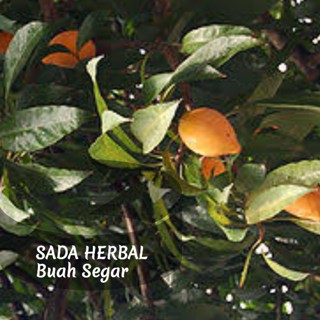 Jual Buah Alkesa Sawo Mentega Campolay Segar 1 kg | Shopee Indonesia