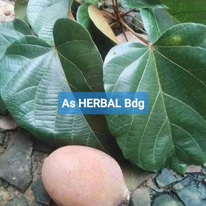 Jual Daun kluwek daun picung segar 1 kg | Shopee Indonesia