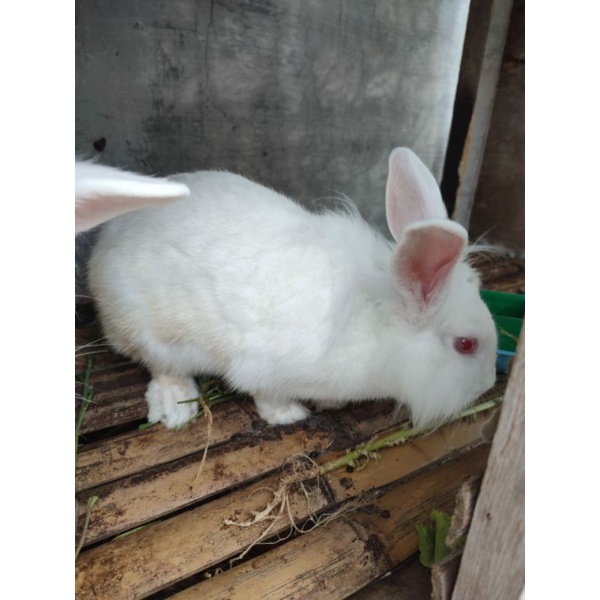 Jual Kelinci Lokal Indukan | Shopee Indonesia