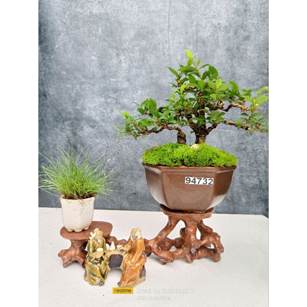 Jual bonsai sakura micro | Shopee Indonesia