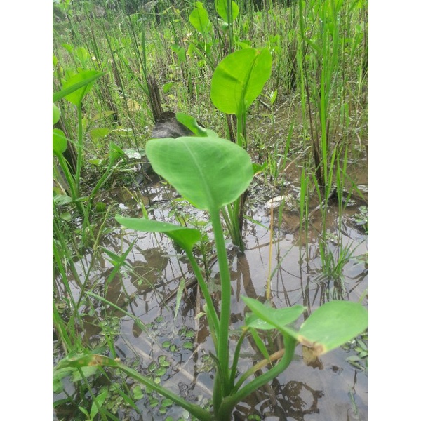 Jual bibit tanaman genjer/gendot | Shopee Indonesia