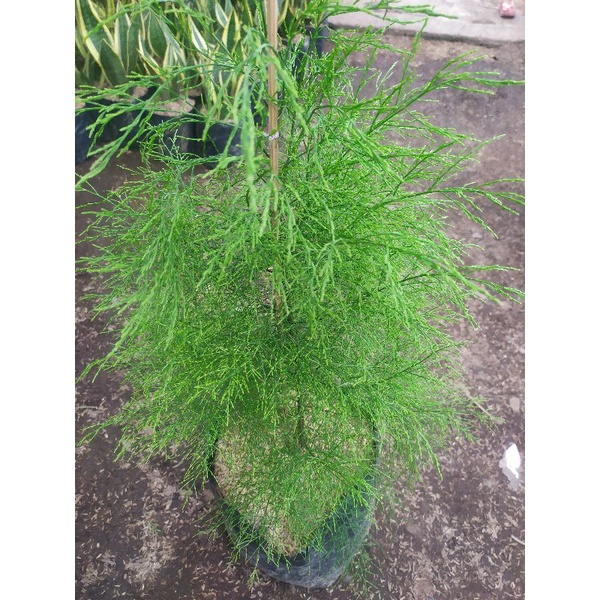 Jual pohon Cemara balon Cemara Bali daun Cemara balon 50cm | Shopee ...