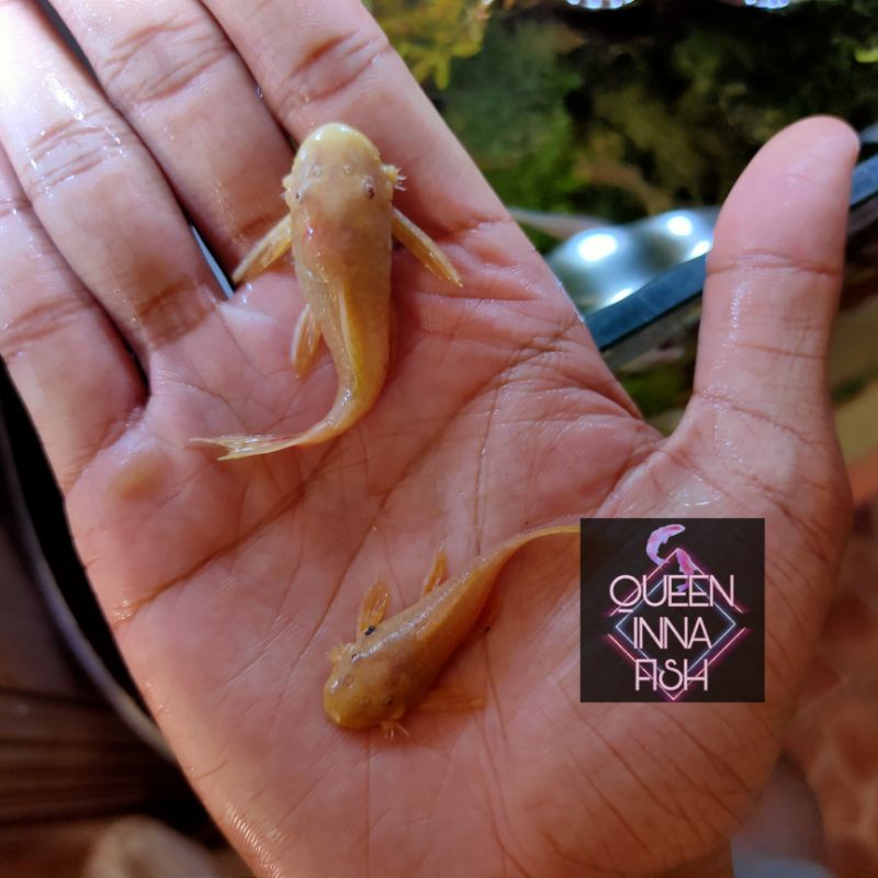 Jual ikan sapu sapu hias mini /BRUSHMOUTH ALBINO / Ikan pleco L144 ...